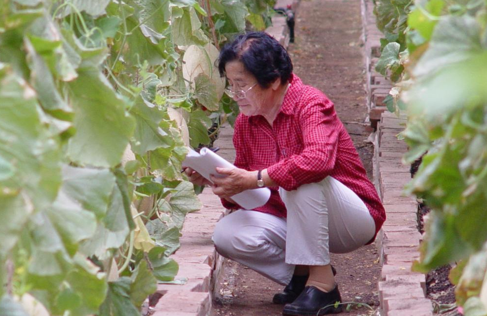 Chinese horticulturist's 60 years of unremitting efforts at melon ...